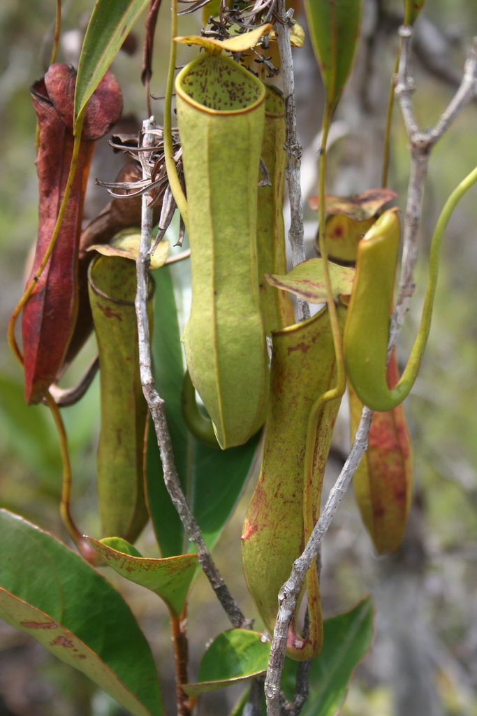 Slender Pitcher-Plant (Nepenthes gracilis) - Botanical Realm