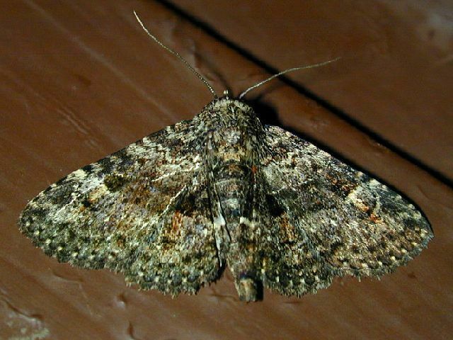 Common Fungus Moth from Floyd Bennet Field, Brooklyn, NY, USA on July 7 ...