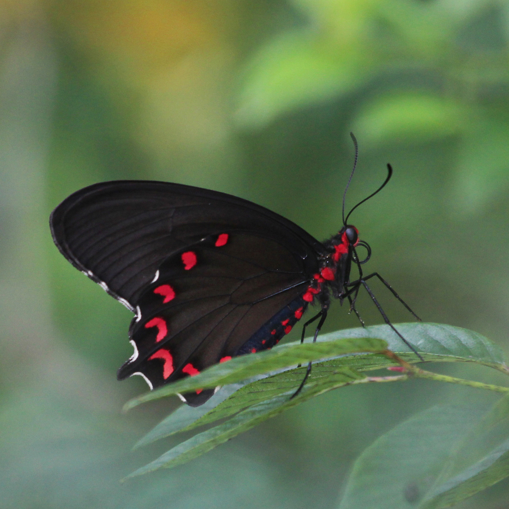 Montezuma's Cattleheart from Uxmal, Yucatan, Mexico on November 21 ...