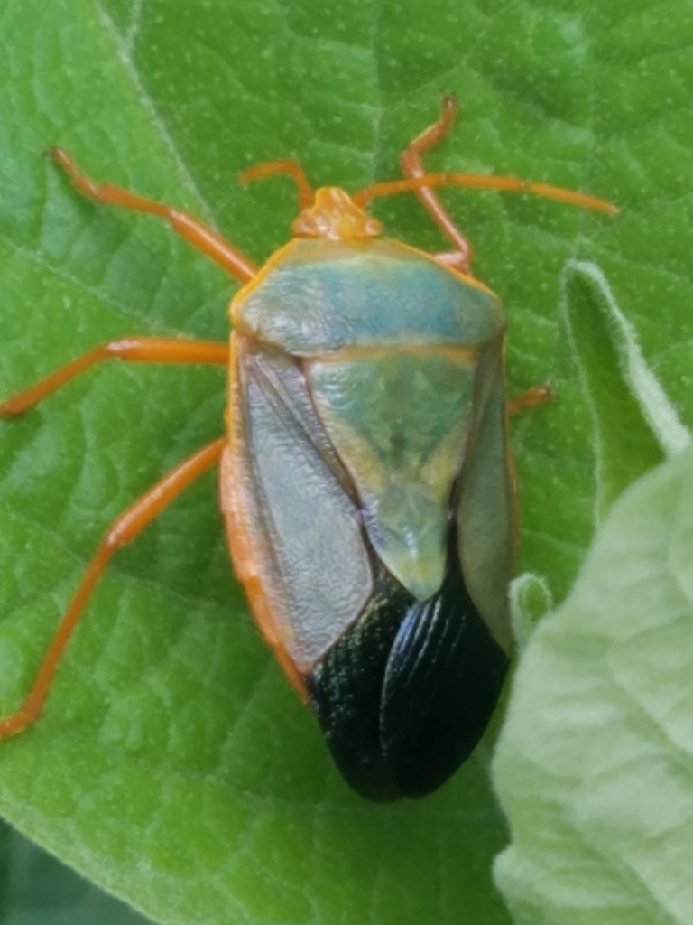 Red-bordered Stink Bug from Centro on December 23, 2023 at 12:00 PM by ...