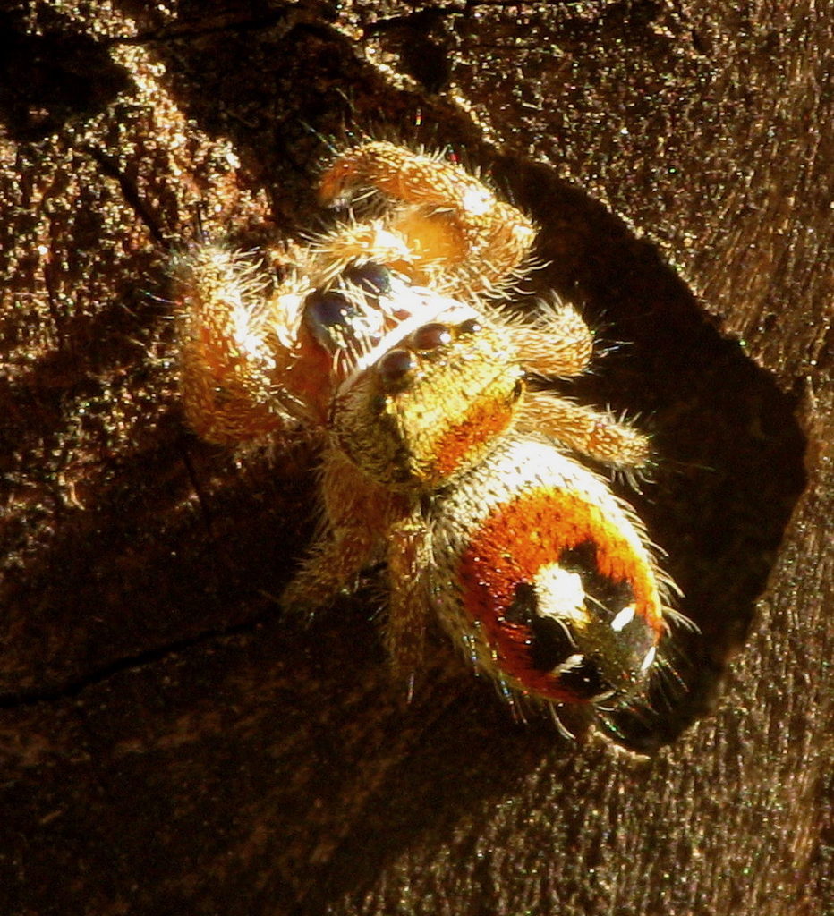 Phidippus californicus (Arachnids in California) · iNaturalist