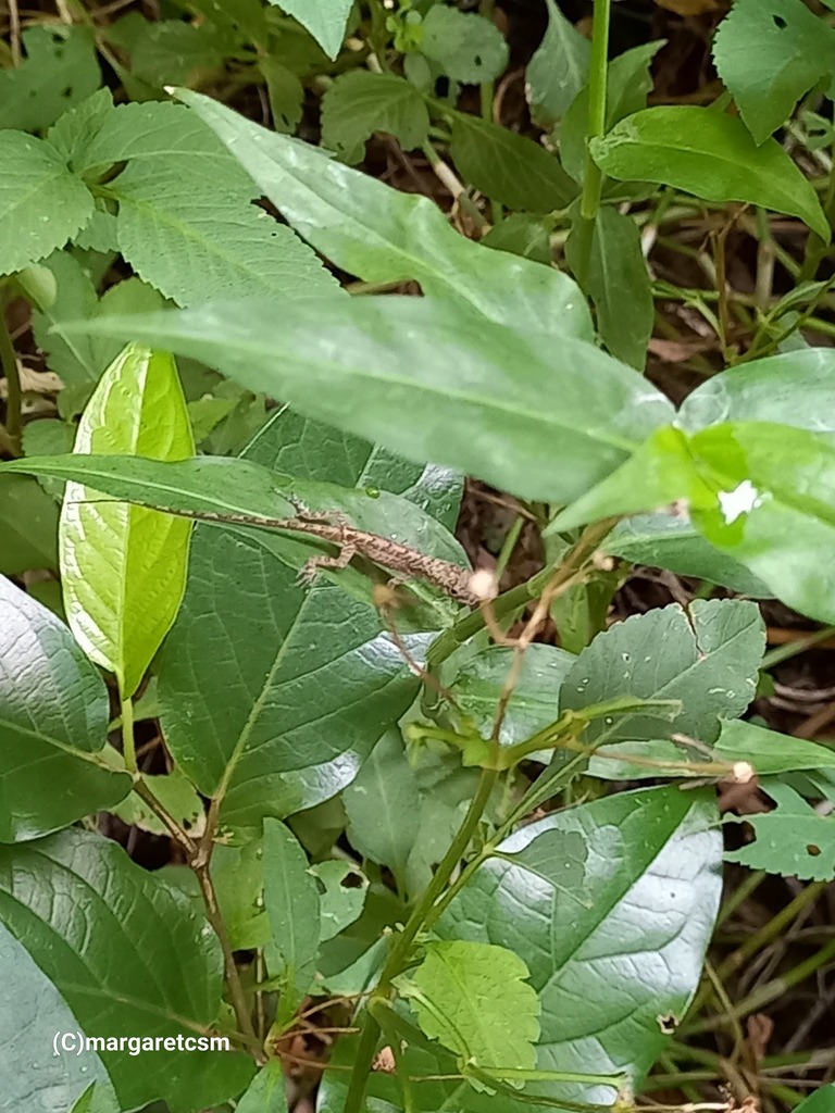 Bronze Anole from St Joseph, Trinidad and Tobago on December 26, 2023 ...