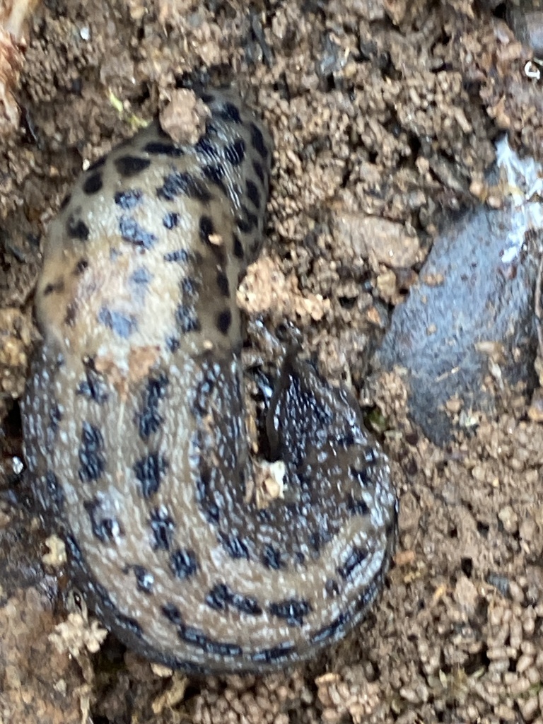 Leopard Slug in December 2023 by borntorun200 · iNaturalist