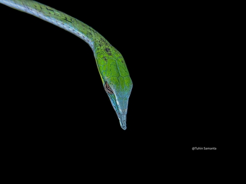 Variable Coloured Vine Snake (Ahaetulla anomala) - Snakes and Lizards