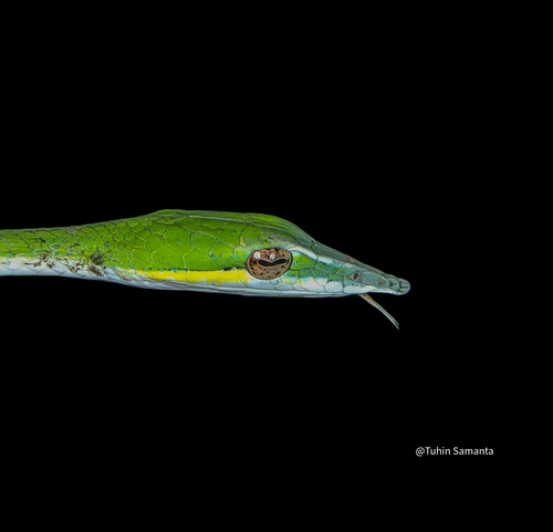 Variable Coloured Vine Snake (Ahaetulla anomala) - Snakes and Lizards