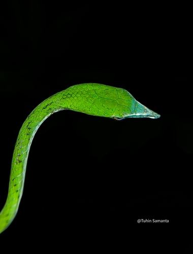 Variable Coloured Vine Snake (Ahaetulla anomala) - Snakes and Lizards