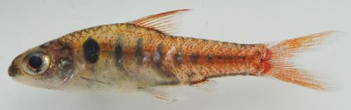 Jae Barb (Enteromius jae) · iNaturalist