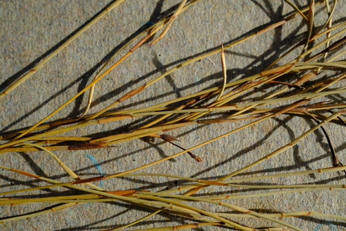 Weaving Capereed (Restio implicatus) · iNaturalist