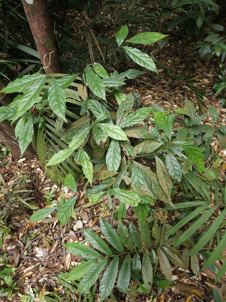 Nothaphoebe umbelliflora from MacRitchie Reservoir on August 31, 2023 ...