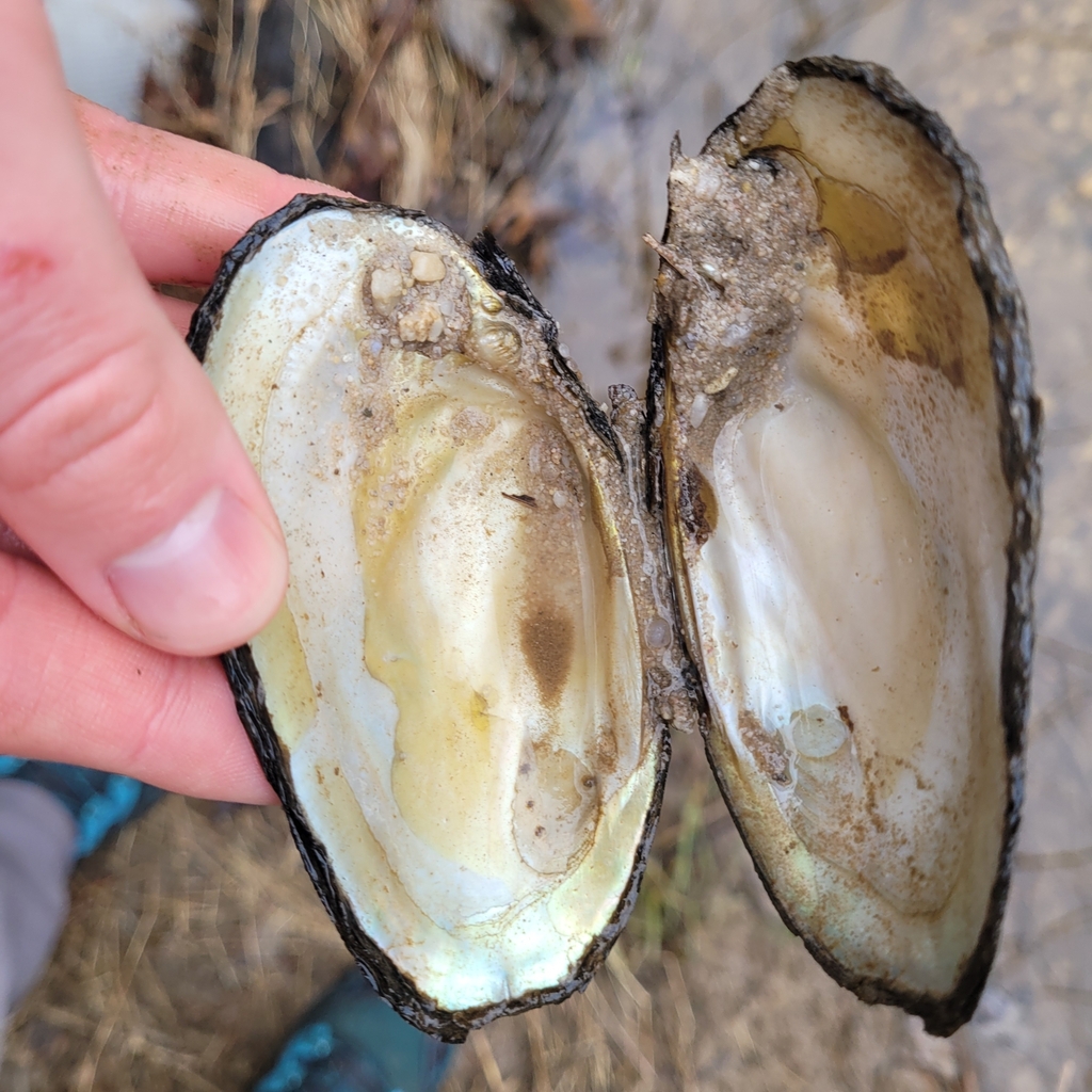 Eastern Elliptio from Waldorf, MD 20601, USA on December 26, 2023 at 11 ...