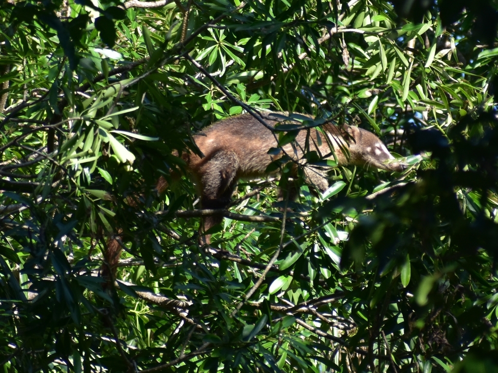 White-nosed Coati from Corozal District, Belize on December 26, 2023 at ...