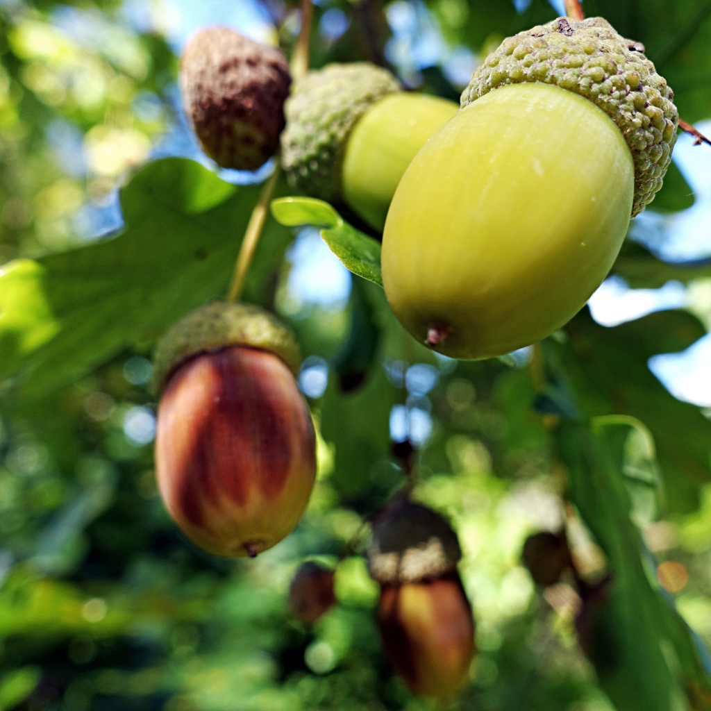 Pedunculate Oak Complex (Quercus robur) - Botanical Realm