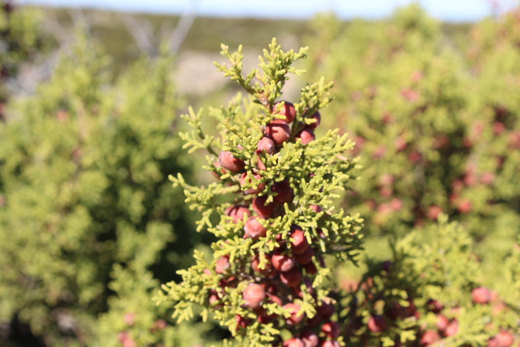 redberry juniper from Palo Duro Canyon State Park, Canyon, TX 79015 ...