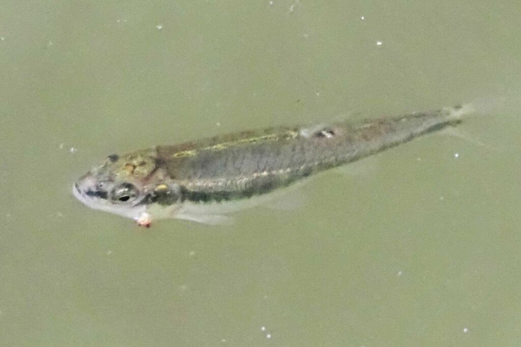 European Minnow from Blean, UK on May 17, 2022 at 04:11 PM by bsteer ...