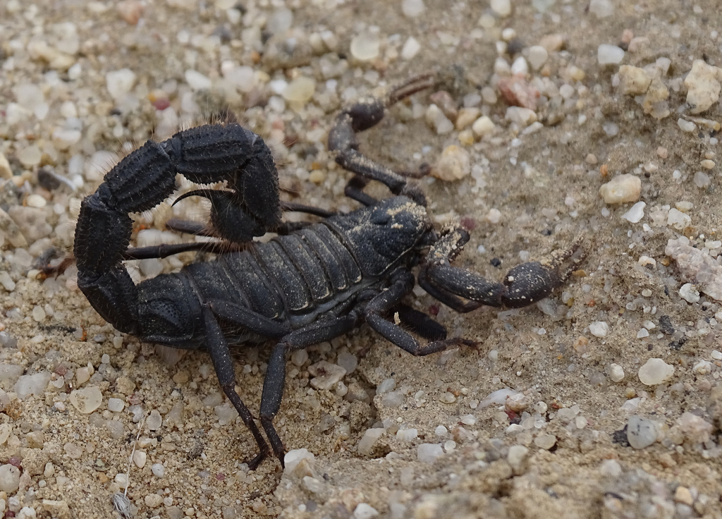 Shaggy Thicktail Scorpion from Near Swakopmund, Erongo Region, Namibia ...