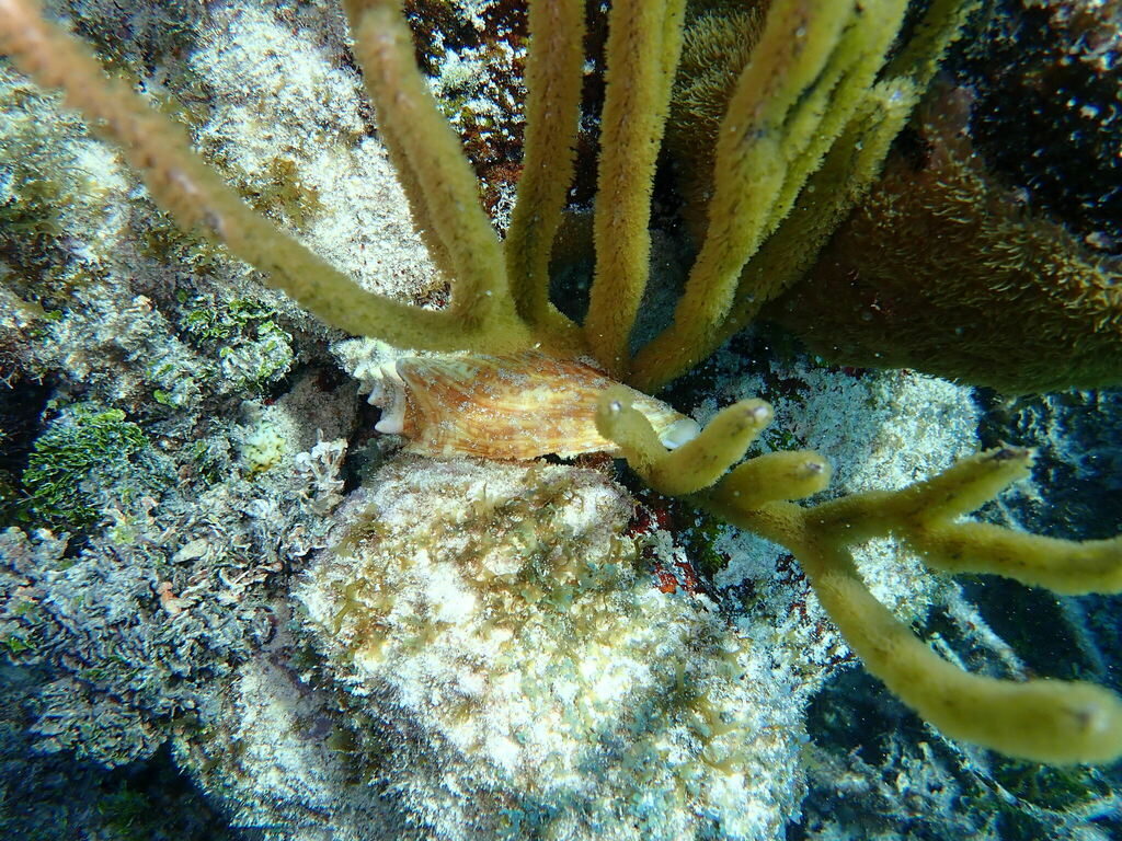 Queen Conch in December 2023 by spirula. 3-4m Immature conchs were rare ...
