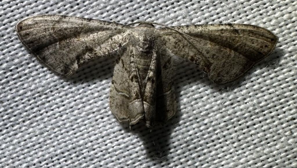 Epiplema from Mandeni Rural, Mandeni, KZN, ZA on December 25, 2023 at ...