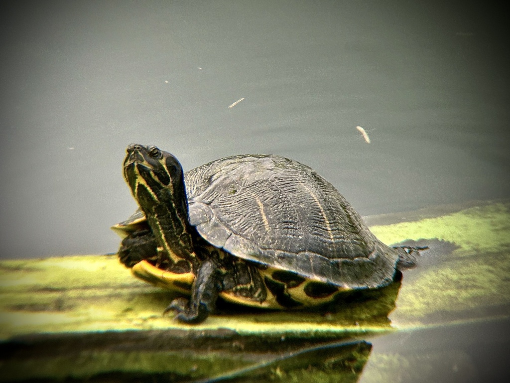 Pond Slider from Village del Prado Cir, Saint Augustine, FL, US on ...