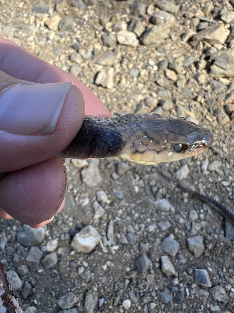 Blood Snake from Vía 21, Carrillo, Guanacaste, CR on December 26, 2023 ...