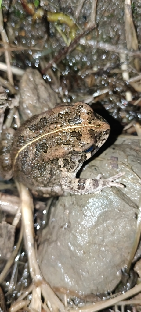 Guttural Toad from D2022, Sundumbili, 4491, South Africa on December 26 ...