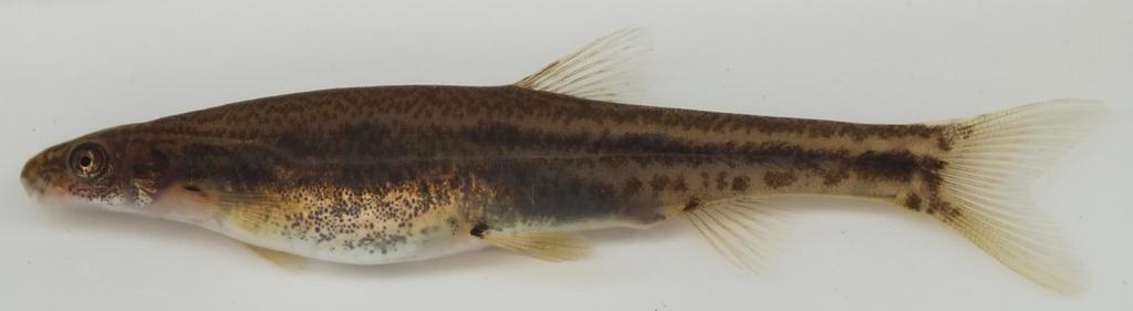 (Kneria stappersii) - Marine Life Identification