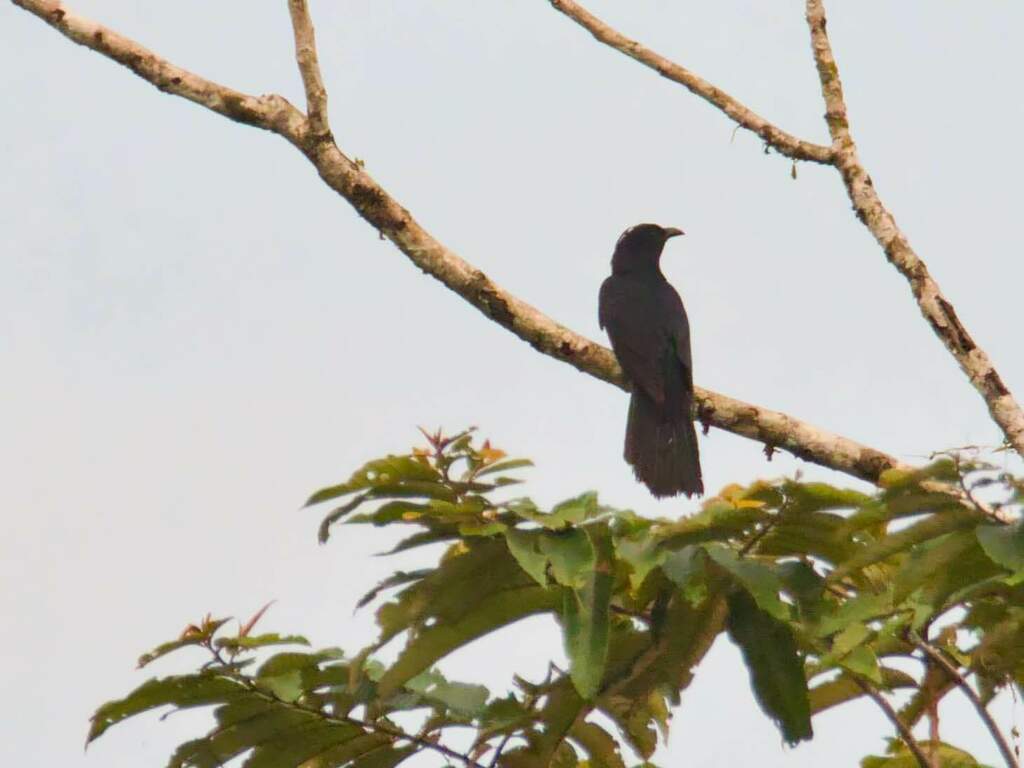 White-crowned Cuckoo from North Fly District, Western Province, Papua ...