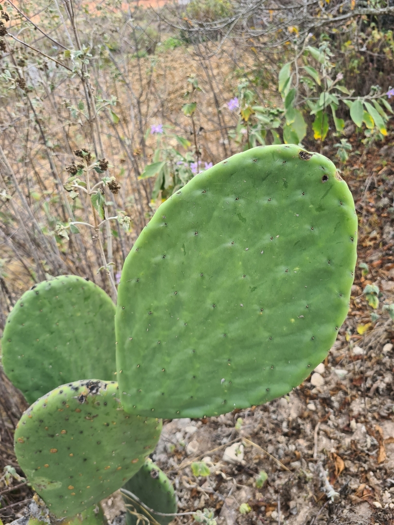 Indian fig opuntia from JMV5+2V, 69393 San José Monte Verde, Oax ...
