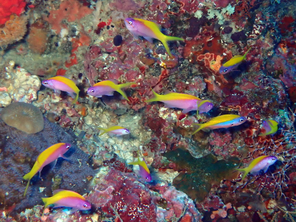 Yellowback Anthias from Kudarah, Ari, Maldives on December 20, 2023 at ...