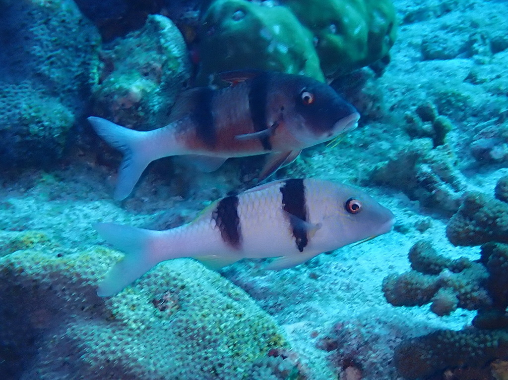 Indian Doublebar Goatfish from Kudarah, Ari, Maldives on December 20 ...