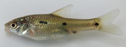 Enteromius atkinsoni · iNaturalist