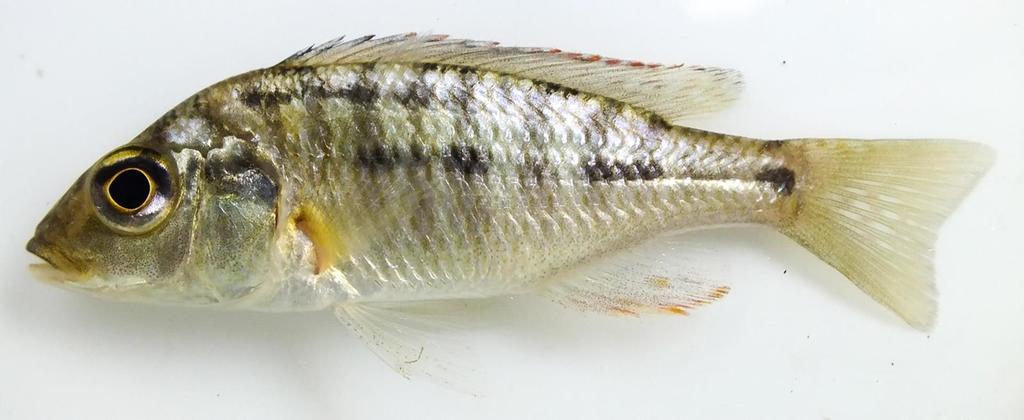Lethrinops lethrinus from Lake Malawi, Nkhotakota, Malawi on March 24 ...