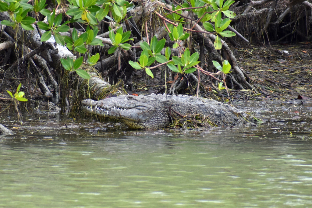 American Crocodile in December 2023 by Chris Brown · iNaturalist