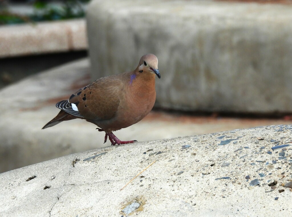 Zenaida Dove from Puerta de Tierra, San Juan, Puerto Rico on December ...