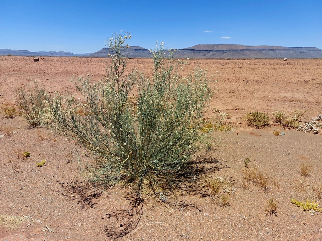 Desert Broom from Karas Region, Namibia on December 23, 2023 at 01:38 ...