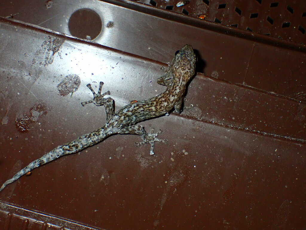 Marbled Leaf-toed Gecko from Claremont, Cape Town, 7735, South Africa ...
