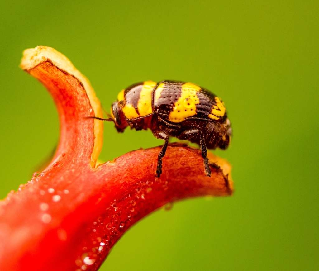 Cryptocephalus trizonatus from ACUAPARQUE on December 25, 2023 at 08:30 ...