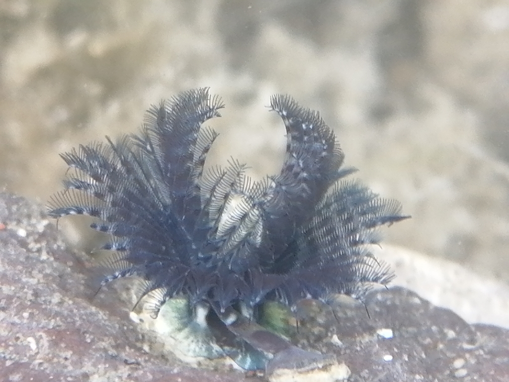 Blue Tube Worm from Okains Bay 7583, New Zealand on December 25, 2023 ...
