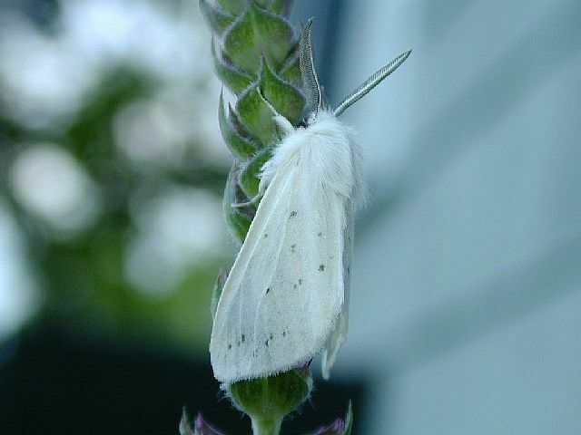 Agreeable Tiger Moth from Bedford Audubon Society, Katonah, NY, USA on ...