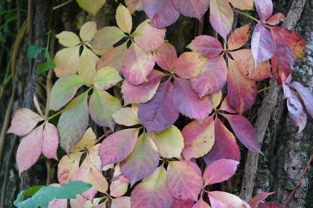 Virginia creeper from Highlands/Perkins, Baton Rouge, LA, USA on ...