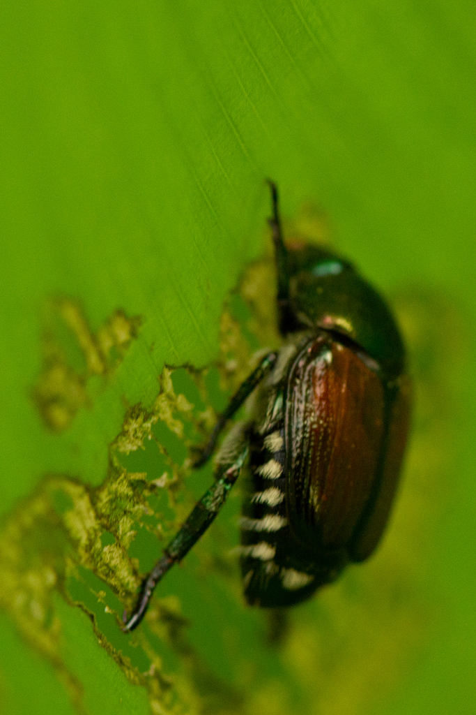 Japanese Beetle from Home on July 1, 2021 at 06:47 PM by Sarah Kelsey ...