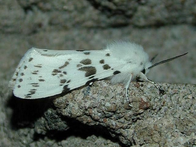 Fall Webworm Moth from Jamaica Bay Wildlife Refuge, Queens, NY, USA on ...