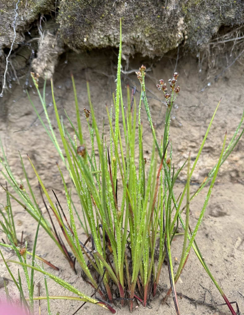 heath rush from South Island/Te Waipounamu, Hanmer Springs, Canterbury ...