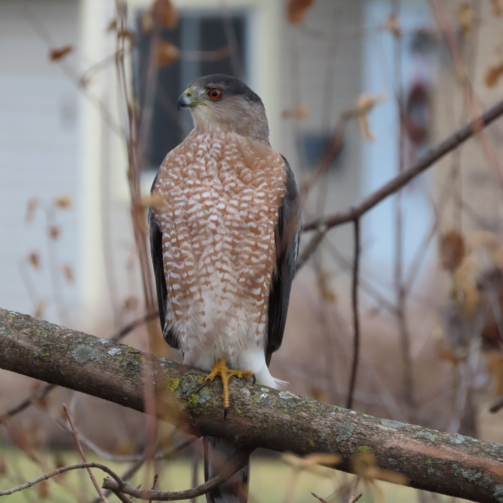 Cooper's Hawk from Ventnor Way, Ottawa, ON K2J, Canada on December 26 ...
