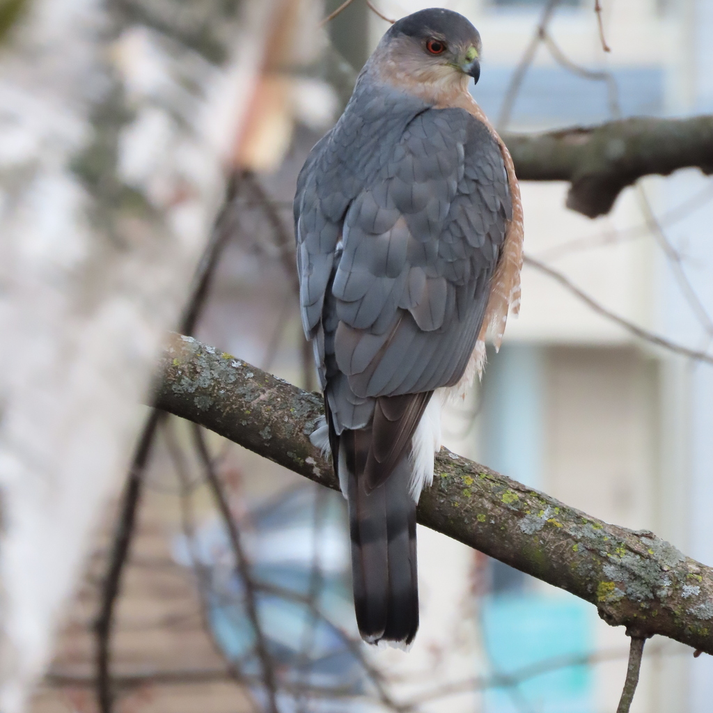 Cooper's Hawk from Barrhaven West - Old Barrhaven, Ottawa, ON K2J ...