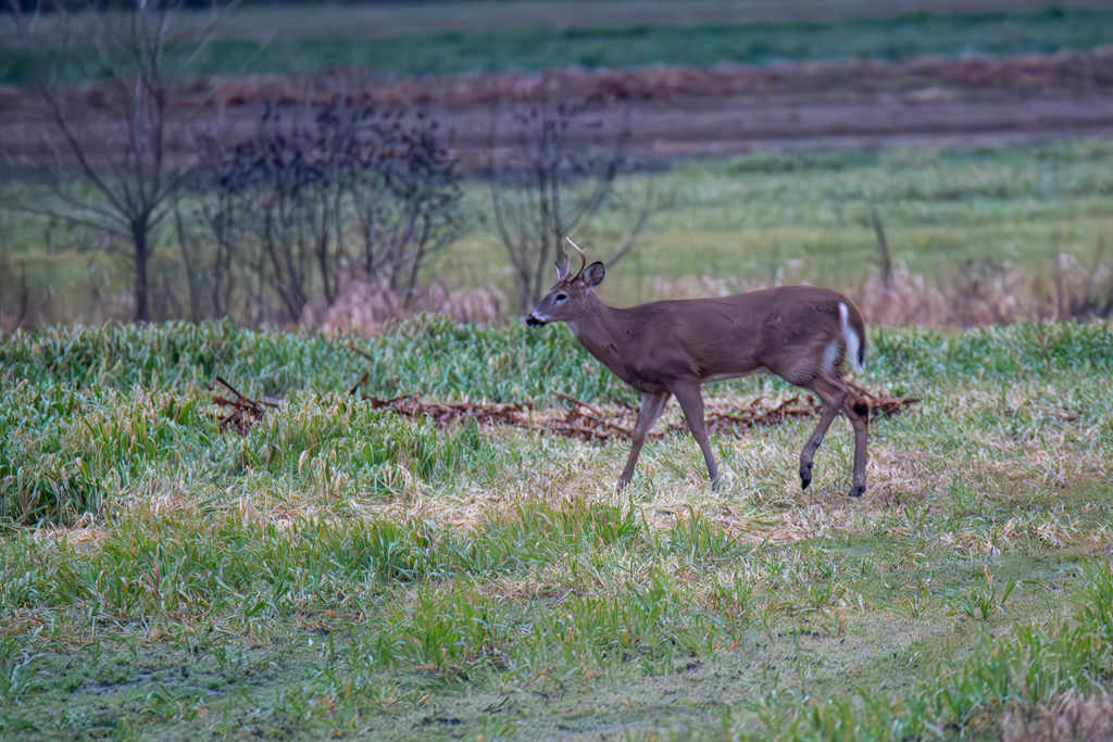 White-tailed Deer from South Windsor, CT, USA on December 17, 2023 at ...