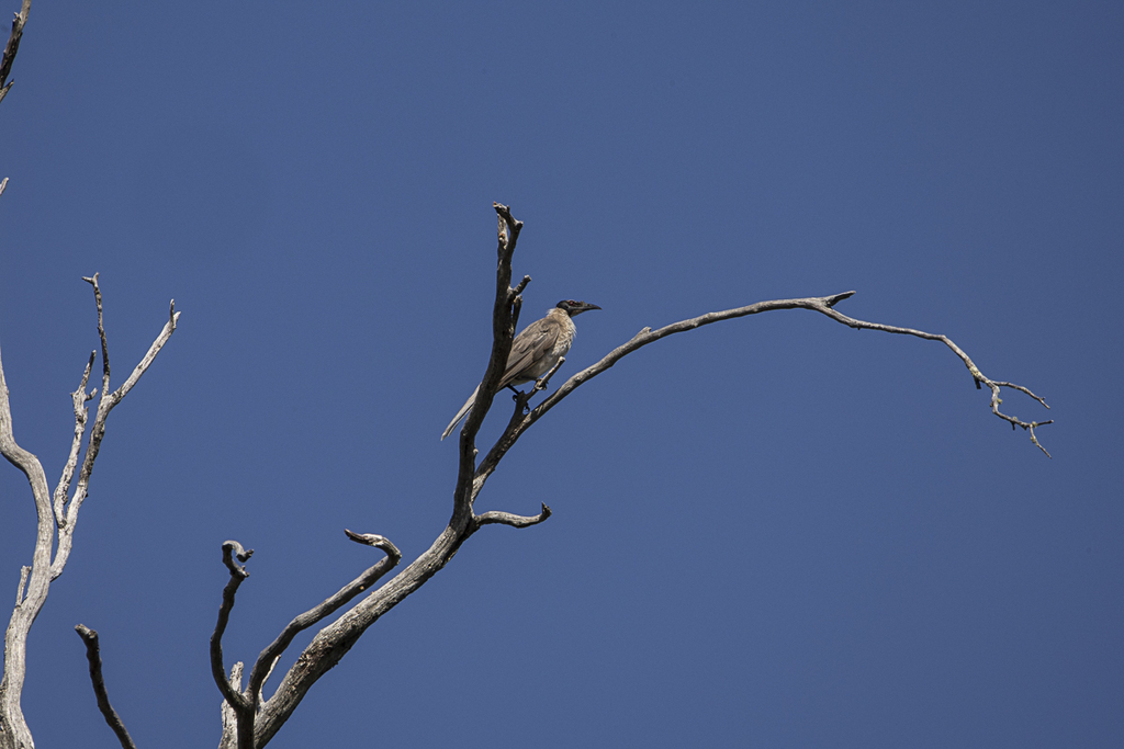 Noisy Friarbird from Vittoria NSW 2799, Australia on December 26, 2023 ...