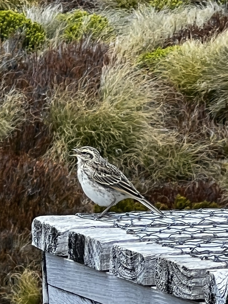 New Zealand Pipit from Fiordland National Park, Fiordland National Park ...