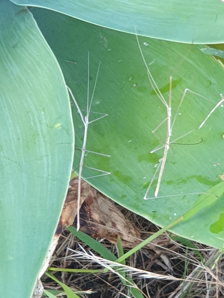 Sydney Stick Insect from Whroo VIC 3612, Australia on December 27, 2023 ...