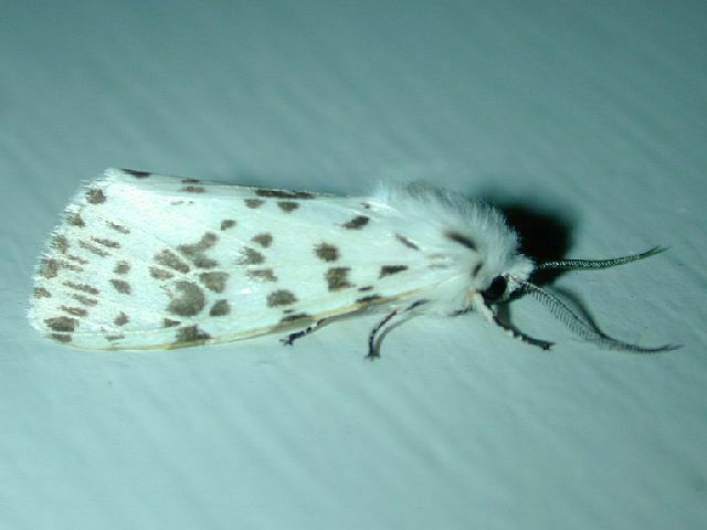 Fall Webworm Moth from Bedford Audubon Society, Katonah, NY, USA on May ...
