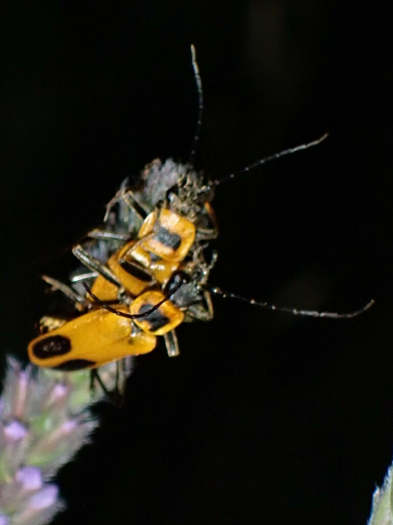 Goldenrod Soldier Beetle in August 2023 by Angus Mossman. Verbena ...